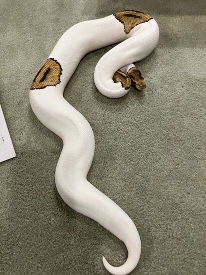 Pinto Pied Ball Python by Debs Exotics