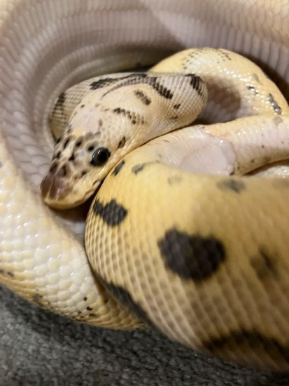 Killer Bee Ball Python by Debs Exotics