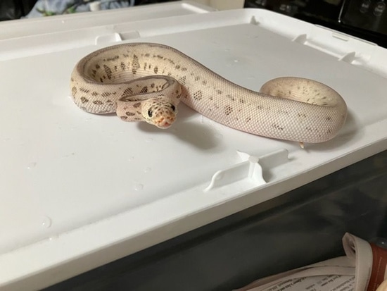 Pastel Lesser Batman Ball Python by Debs Exotics