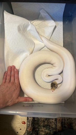 Spied Ball Python by Debs Exotics