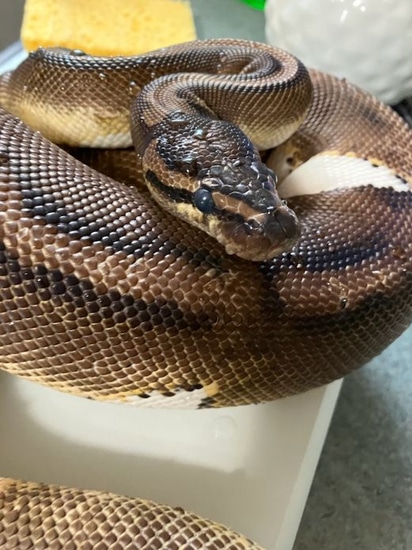Pied Ball Python by Debs Exotics