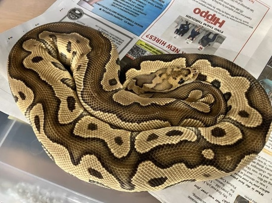 Enchi Fire Clown Ball Python by Debs Exotics