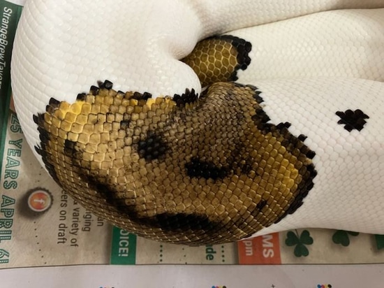 Emoji Pied Ball Python by Debs Exotics