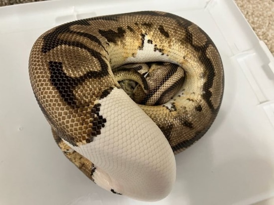 Enchi Pied Ball Python by Debs Exotics