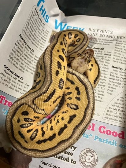 Batman Ball Python by Debs Exotics