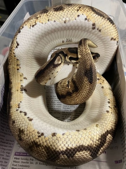 Enchi Pied Ball Python by Debs Exotics