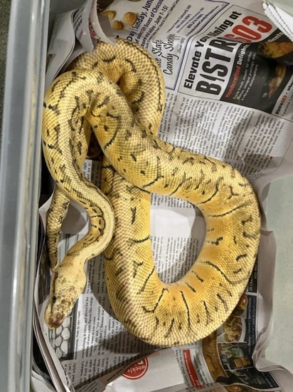Spinner Blast Ball Python by Debs Exotics