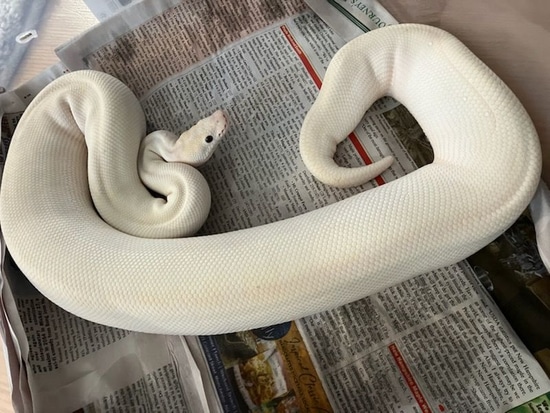 Blue Eyed Lucy Ball Python by Debs Exotics
