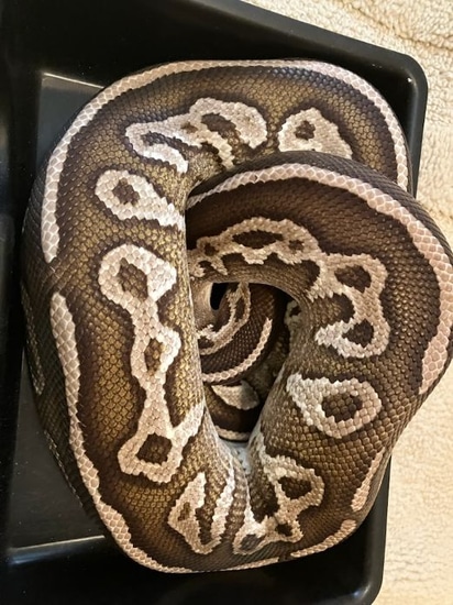 Cinnamon Lesser Leopard Ball Python by Debs Exotics