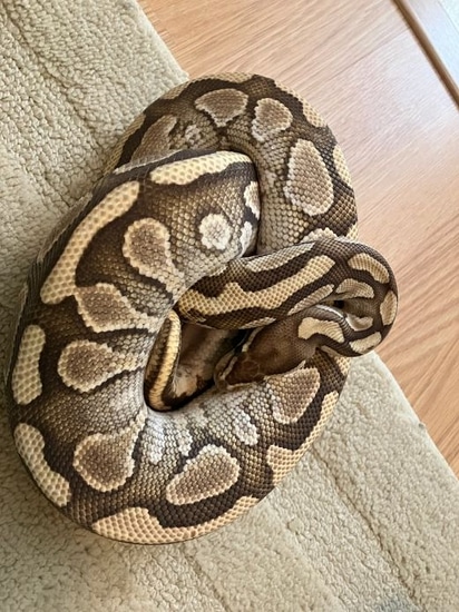 Chocolate Yellow Belly Ball Python by Debs Exotics