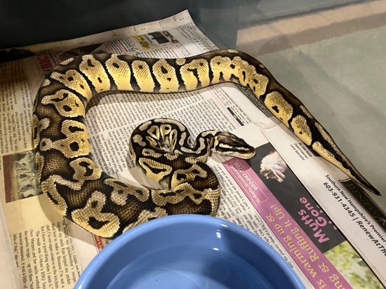 Super Pastel Ball Python by Debs Exotics