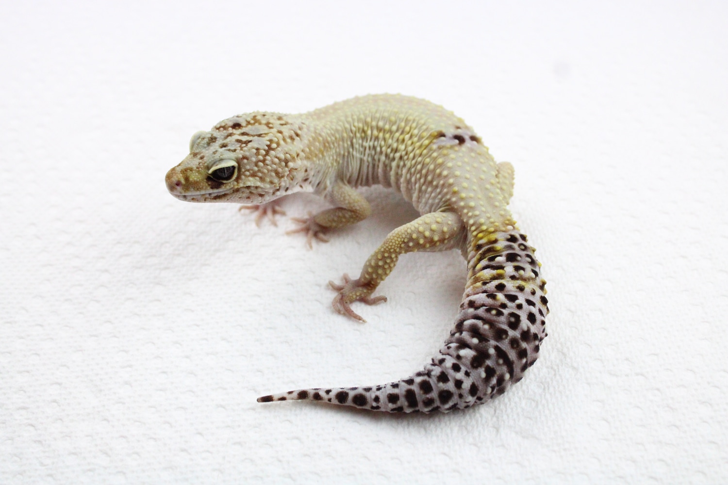 Ghost Leopard Gecko by Decked Out Geckos - MorphMarket