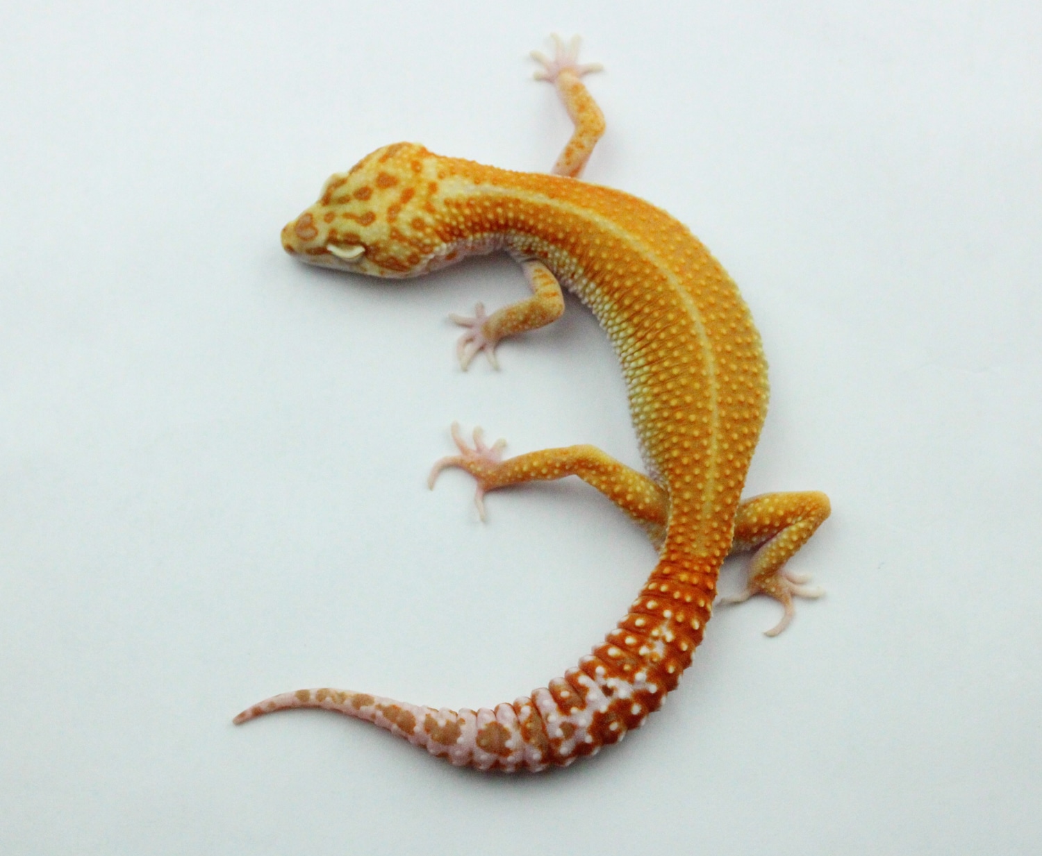 Tangerine Tremper 50% Het Eclipse Leopard Gecko by Decked Out Geckos ...