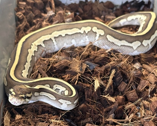 Enchi Pinstripe Leopard Hurricane Ball Python by Deckers reptiles and ...