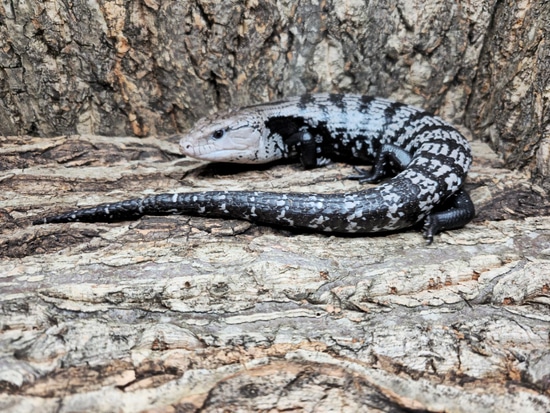 Halmahera Blue-Tongue Skink Halmahera Blue-Tongued Skink by Reptile ...