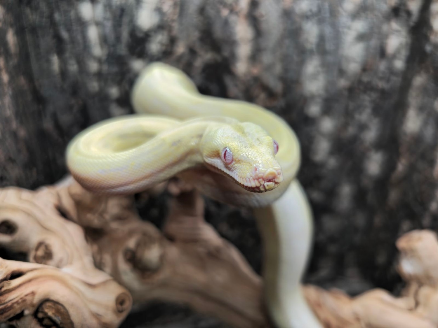 Moonglow Boa Constrictor by Reptile Junction - MorphMarket