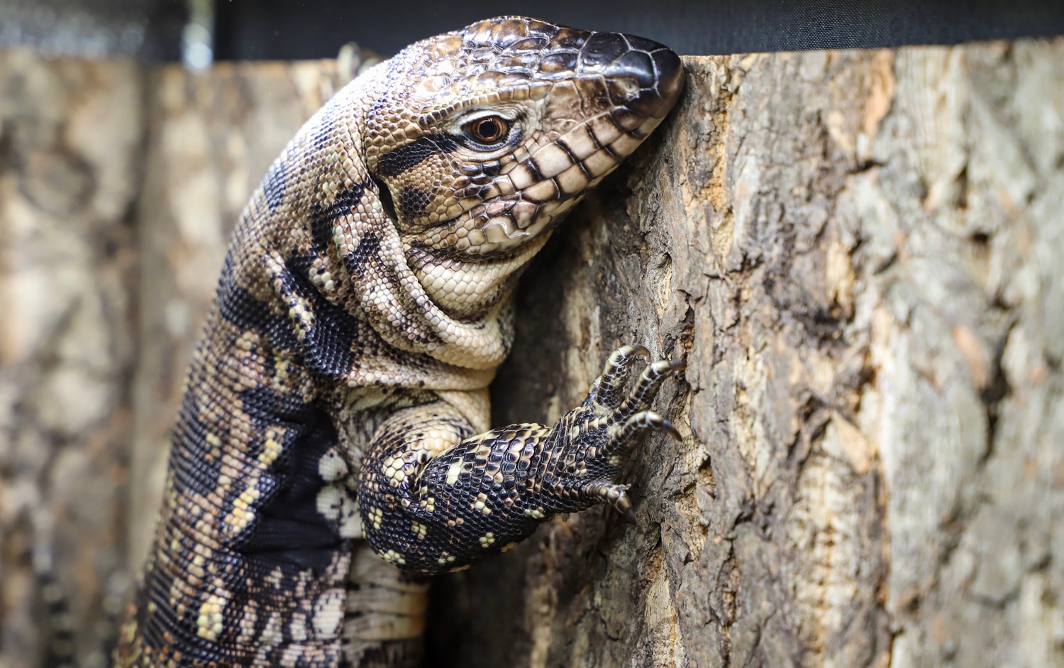 High Black Tegu Argentine Tegus by Reptile Junction - MorphMarket