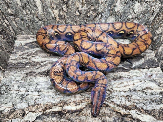 Brazilian Rainbow Boa by Reptile Junction
