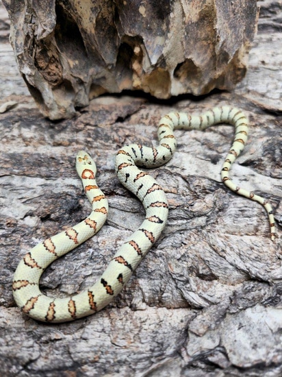 Green Phase Variable Kingsnake Nuevo Leon Kingsnake by Reptile Junction