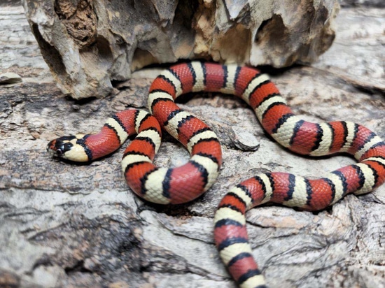 Milk Phase Variable Kingsnake Nuevo Leon Kingsnake by Reptile Junction