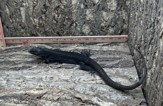 Melanistic Jeweled Lacerta by Reptile Junction