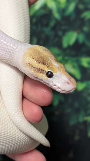 Fire, Highway, Pied Ball Python by Reptile Junction