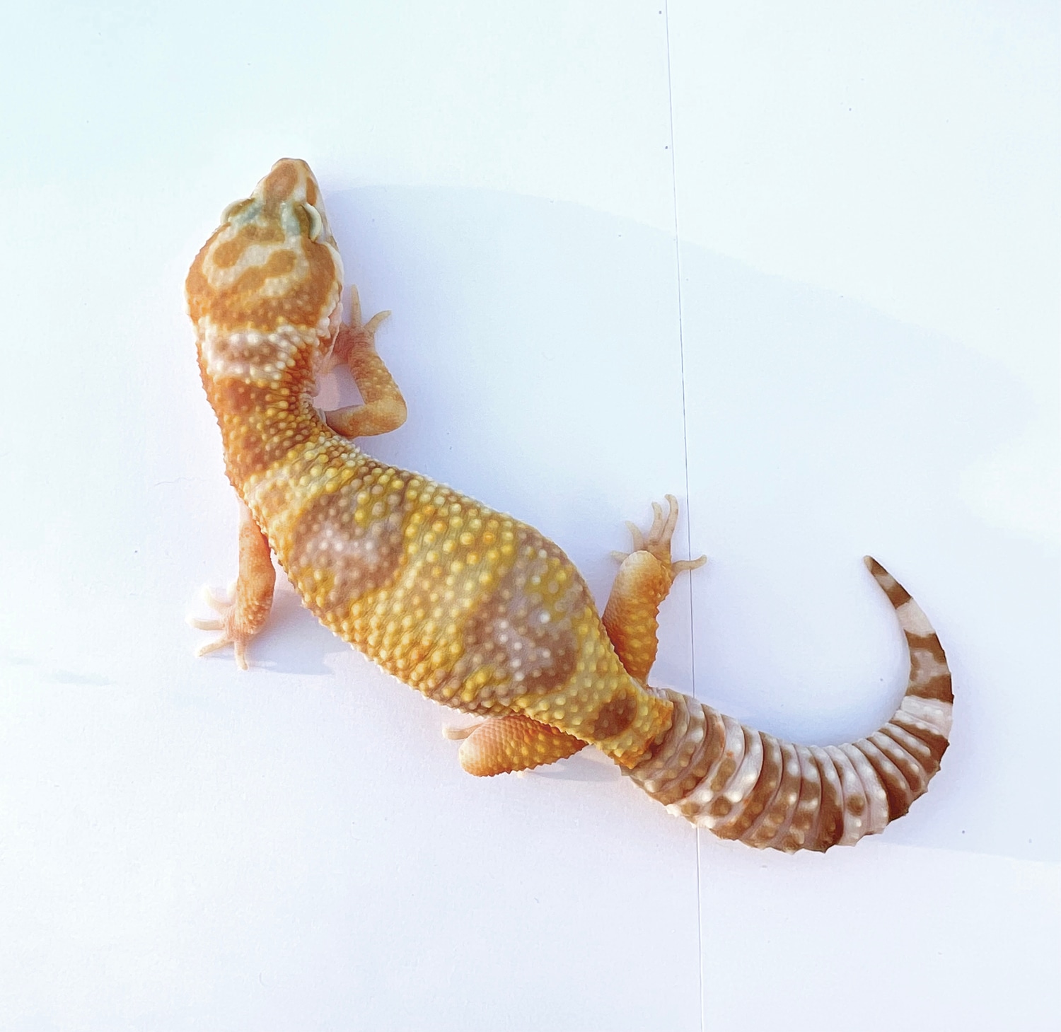 Tremper Poss Het Eclipse TSF Leopard Gecko by Deco Geckos - MorphMarket
