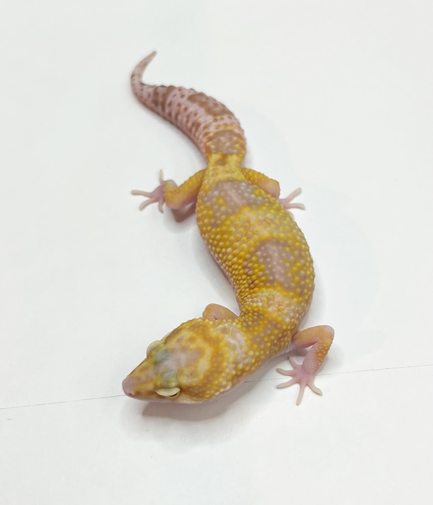 Mack Snow Raptor TSF, Poss WY Leopard Gecko by Deco Geckos - MorphMarket