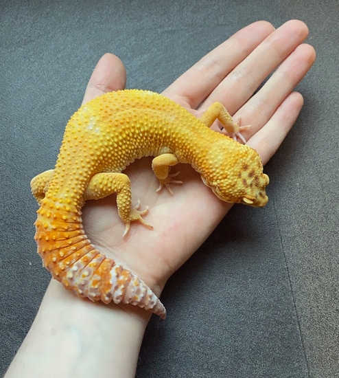 Bell Sunglow Leopard Gecko by Deco Geckos