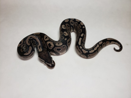 Jolliff Axanthic Ball Python by Billiards Balls