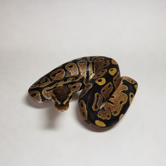 100% Het Jolliff Axanthic Ball Python by Billiards Balls