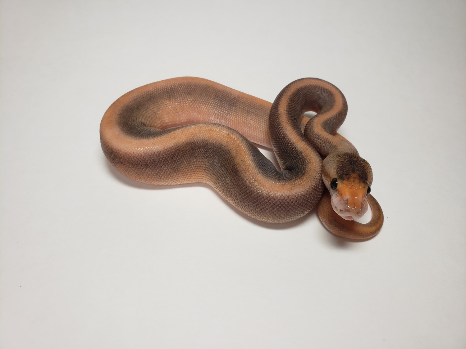 Champagne/ Black Pastel/ 66% Het Albino Ball Python by Billiards Balls ...