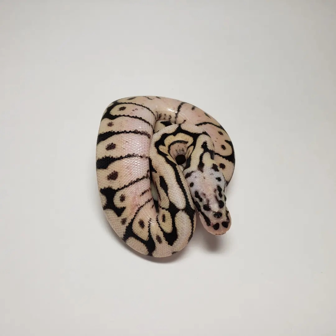 Pastel/Spider Ball Python by Billiards Balls - MorphMarket