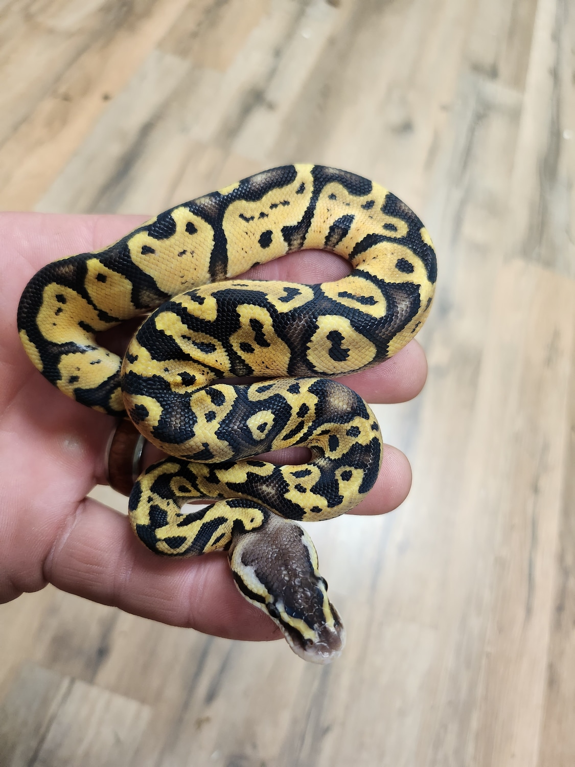 Wookie/Citrus Pastel Ball Python by Billiards Balls - MorphMarket