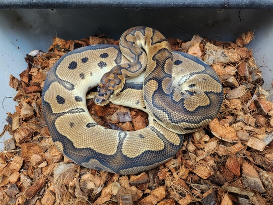 Clown Ball Python by Billiards Balls