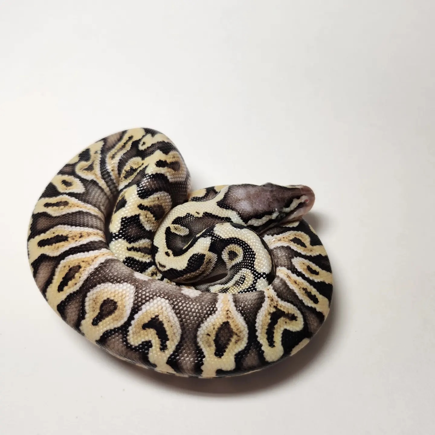 Super Pastel/ GHI Ball Python by Billiards Balls - MorphMarket