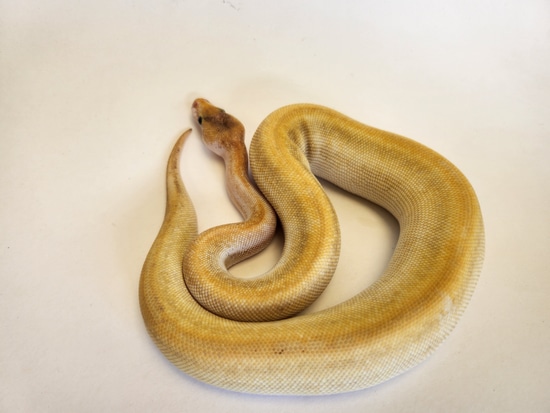 Champagne/Pastel/Sugar/66%Het Albino Ball Python by Billiards Balls