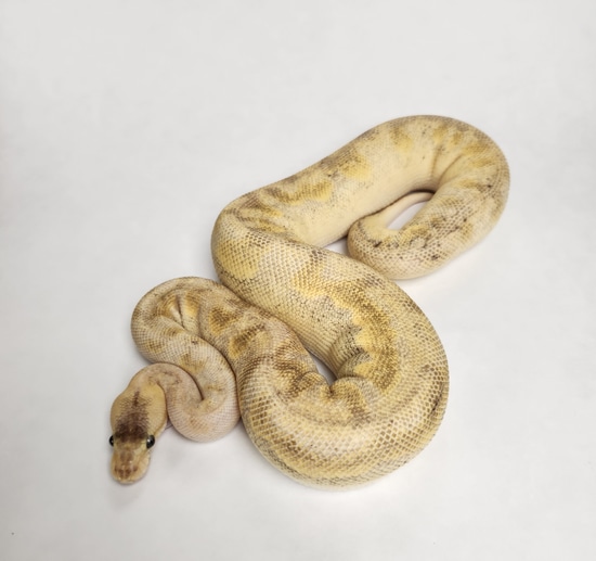Champagne/Enchi/Pastel/66% Het Albino Ball Python by Billiards Balls