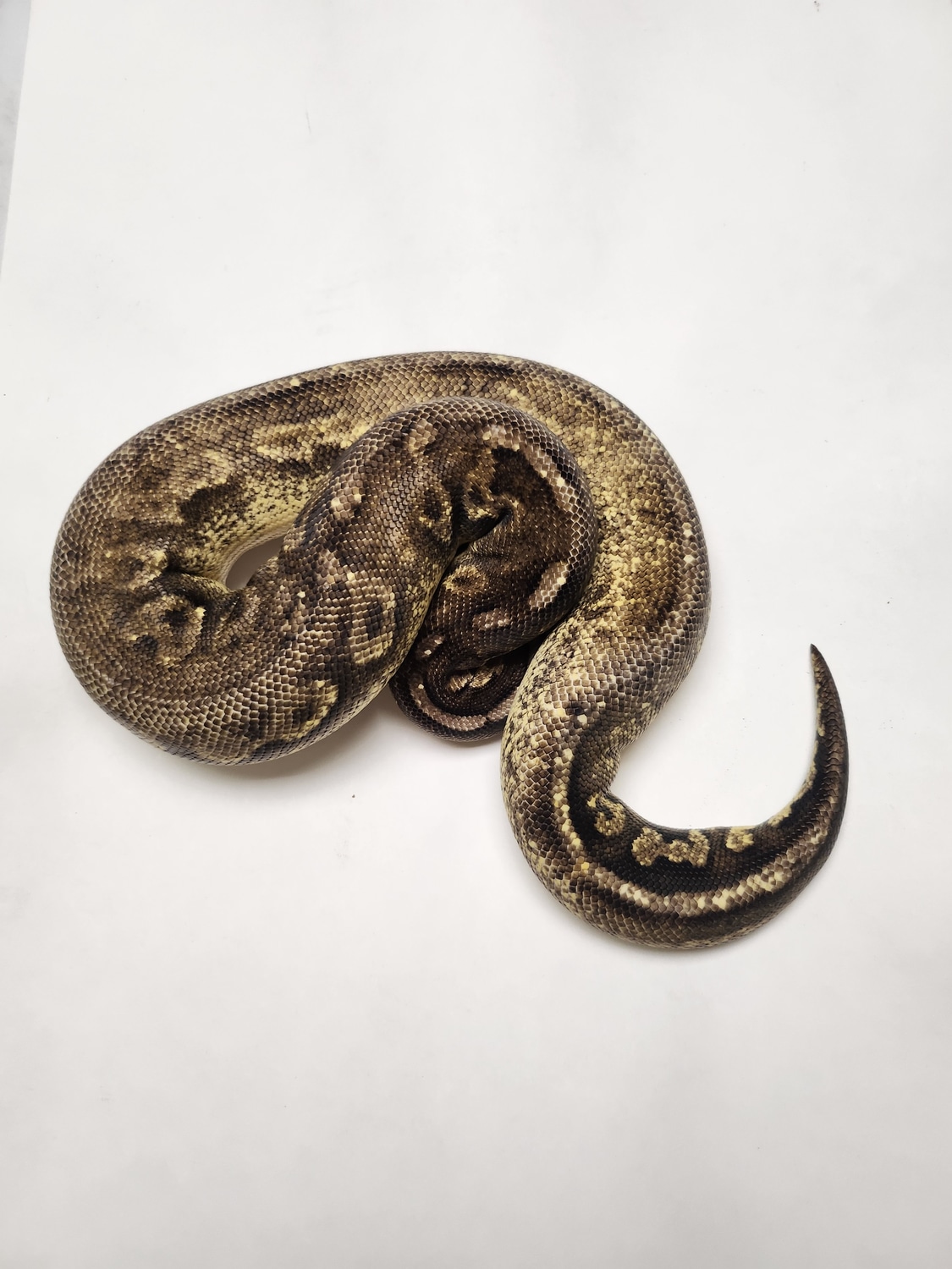 Pewter/ Yellowbelly Ball Python by Billiards Balls - MorphMarket