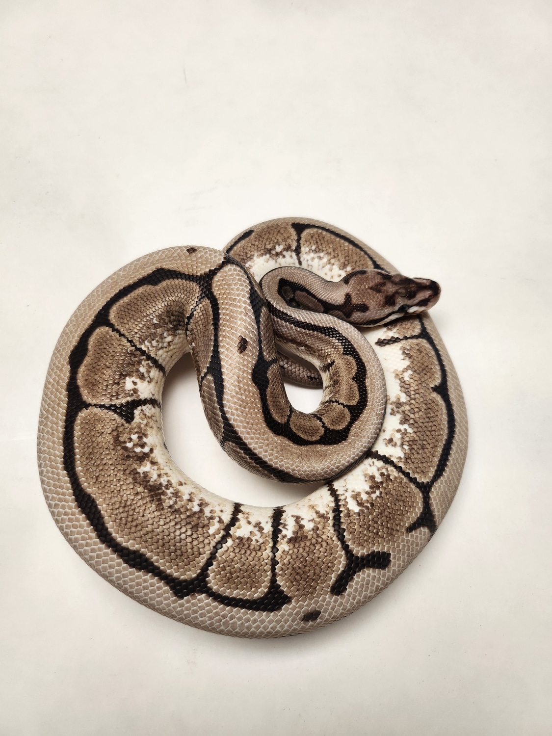 VPI / Spider Ball Python by Billiards Balls - MorphMarket