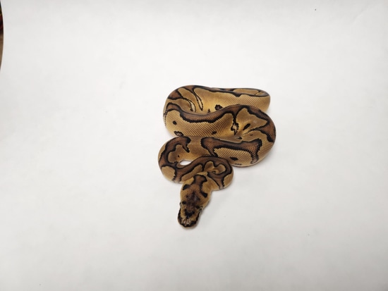 Enchi Clown Ball Python by Billiards Balls