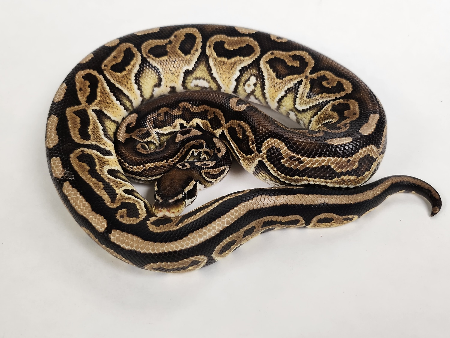 HRA / Hurricane Ball Python by Billiards Balls - MorphMarket