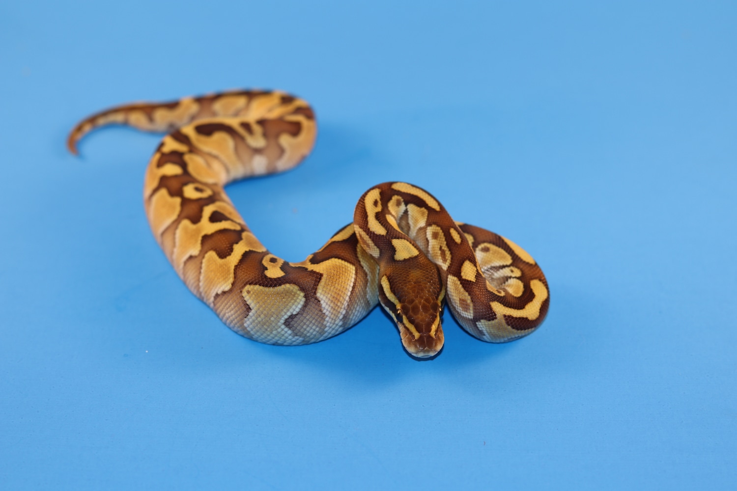Lesser Ball Python by Large Caliber Constrictors - MorphMarket