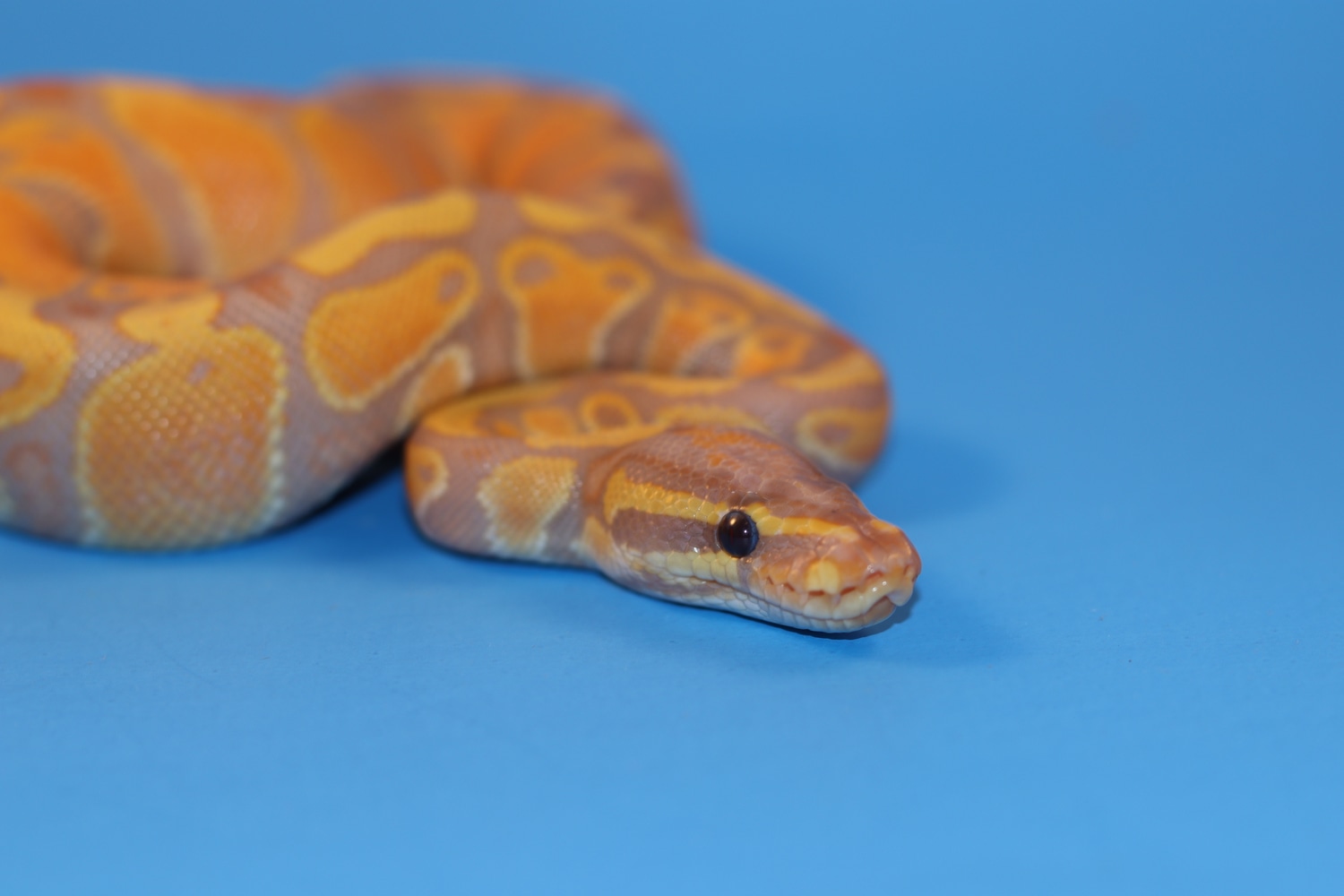 Enchi Banana 66% Het Pied Ball Python by Large Caliber Constrictors ...