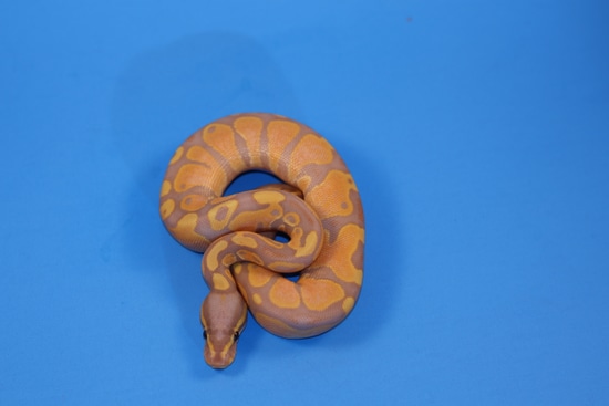 Enchi Banana 66% Het Pied Ball Python by Large Caliber Constrictors