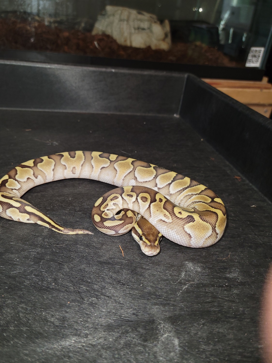 Lesser Ball Python by Large Caliber Constrictors - MorphMarket