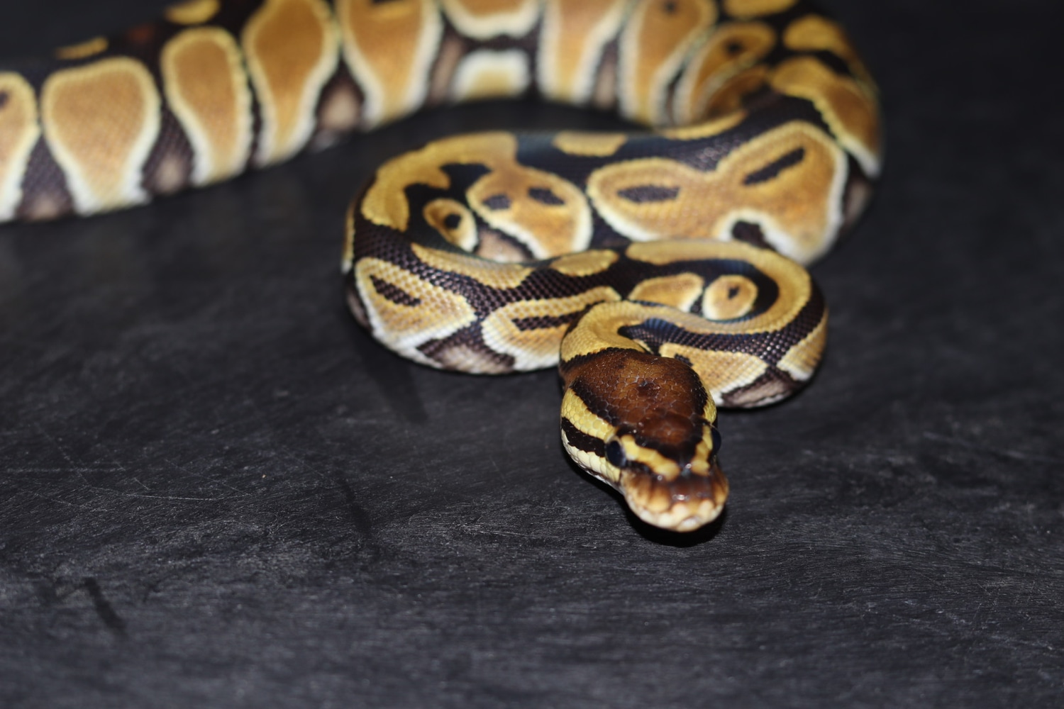 Normal (Wild Type) 100% Het Clown Ball Python by Large Caliber ...
