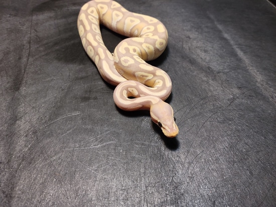 Banana Mojave Ball Python by Large Caliber Constrictors
