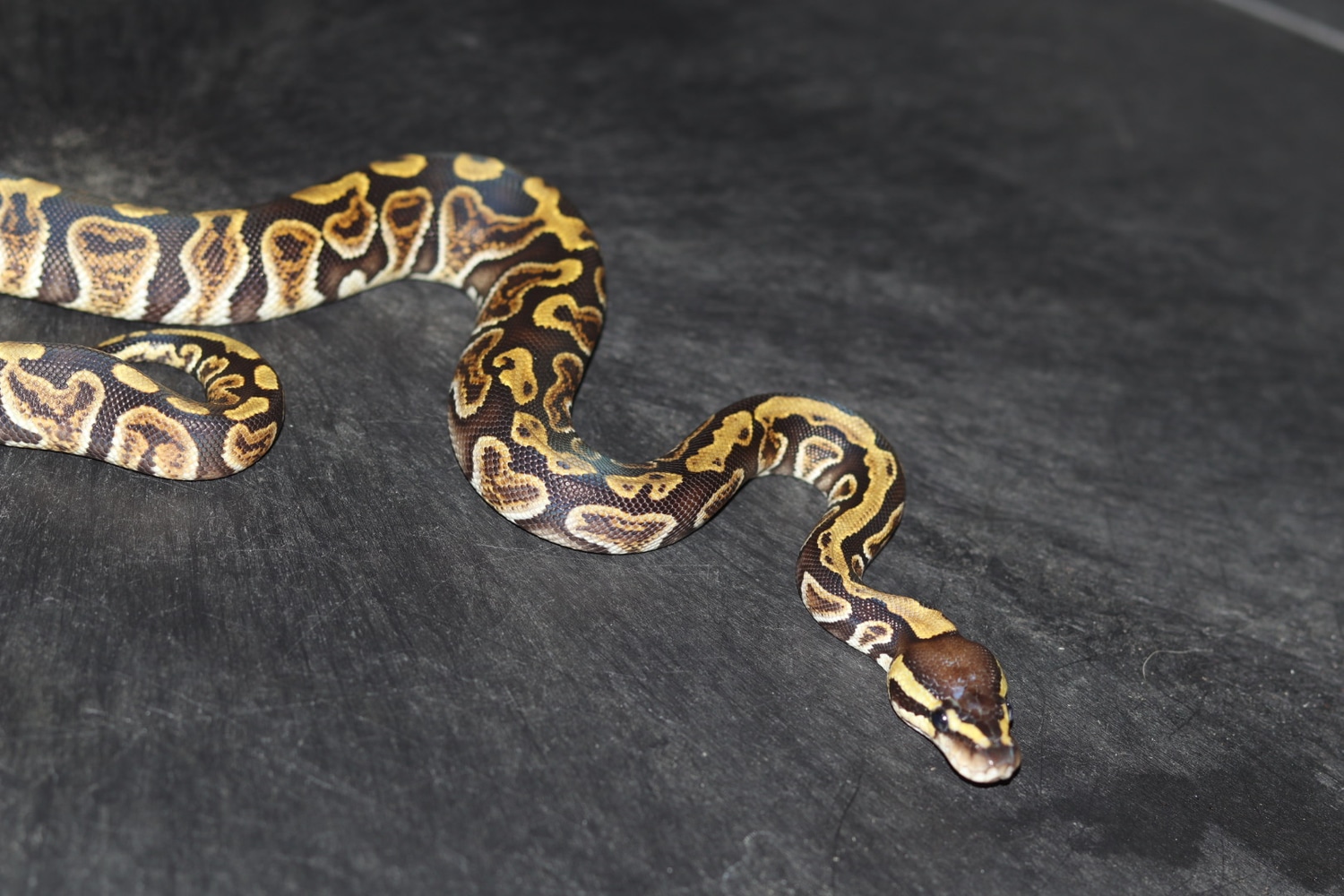 GHI 100% Het Clown Ball Python by Large Caliber Constrictors - MorphMarket