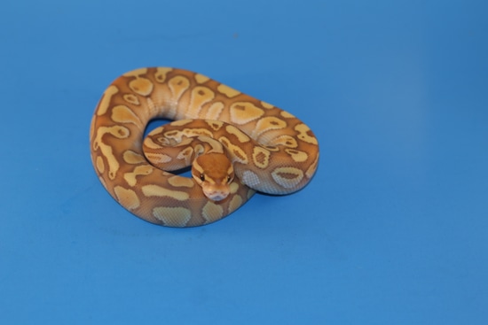 Banana Lesser Ball Python by Large Caliber Constrictors